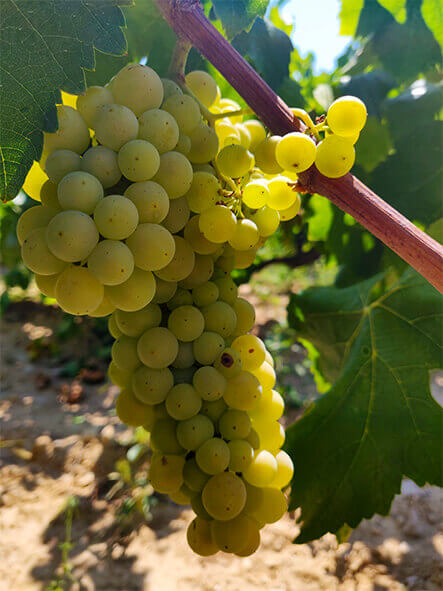 Varietats locals de raïms dels vins catalans - El Gourmet Català