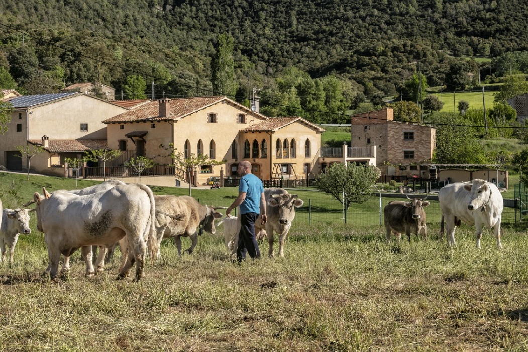 Carn de vedella ecològica del Salt del Colom - El Gourmet Català
