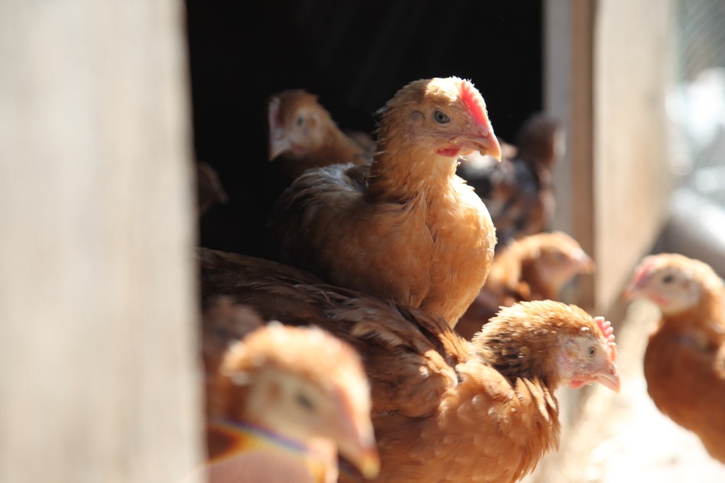 Els bons pollastres del Molí de Bonsfills - El Gourmet Català